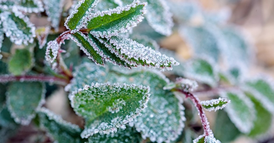 What to Do if Your Plants Have Been Damaged by the Cold