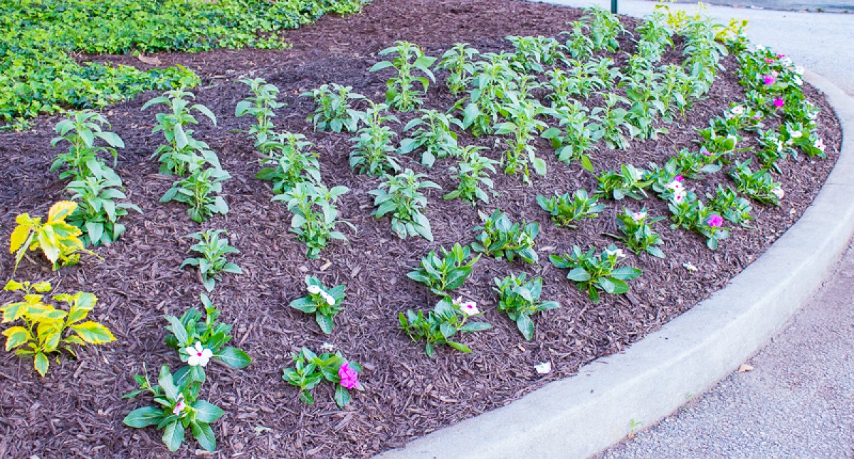 5 Rules for Planting Your Spring Annuals