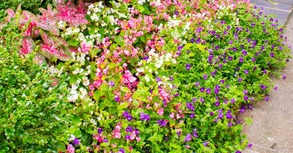 5 Rules for Planting Your Spring Annuals