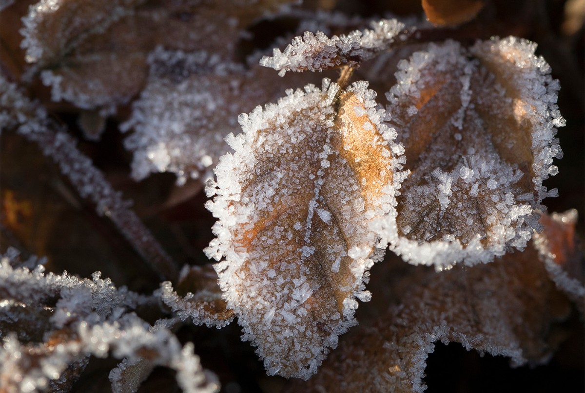 What to Do if Your Plants Have Been Damaged by the Cold