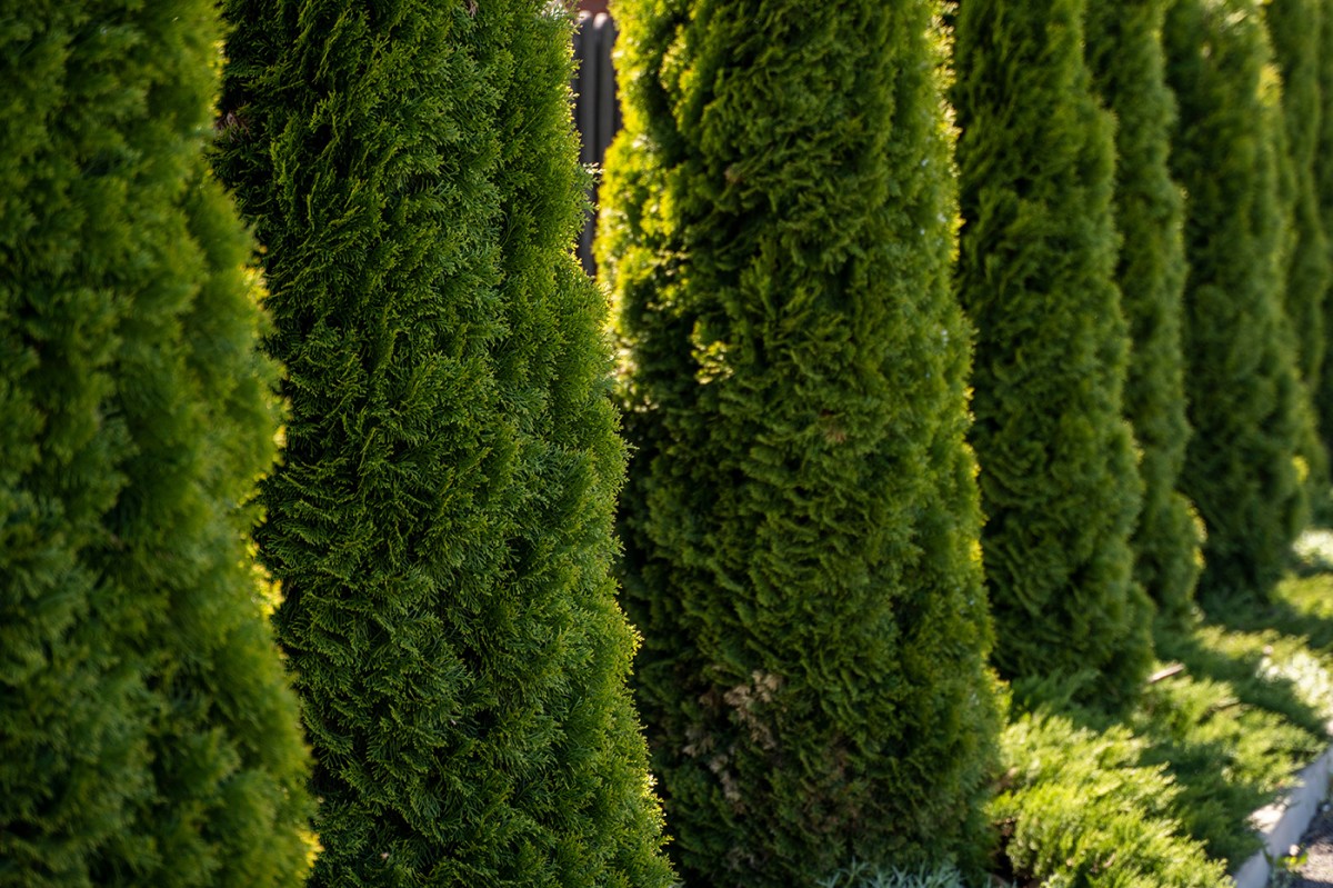 What to Do if Your Plants Have Been Damaged by the Cold What to Do if Your Plants Have Been Damaged by the Cold
